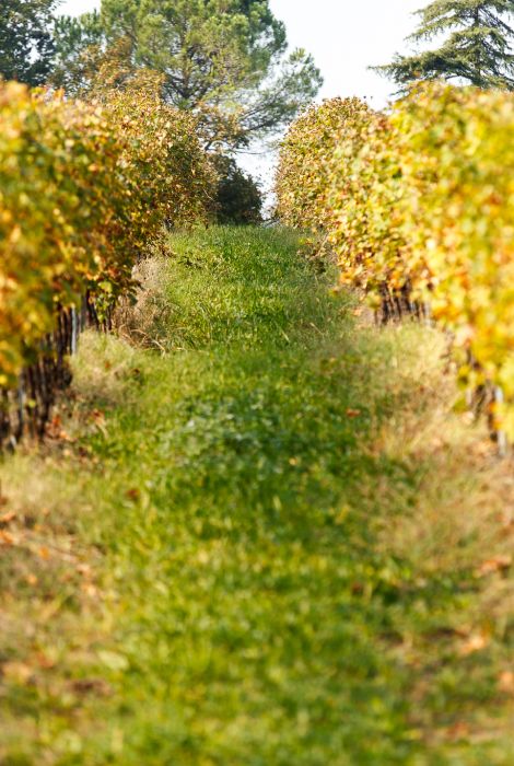 Home [www.sengiari.it]